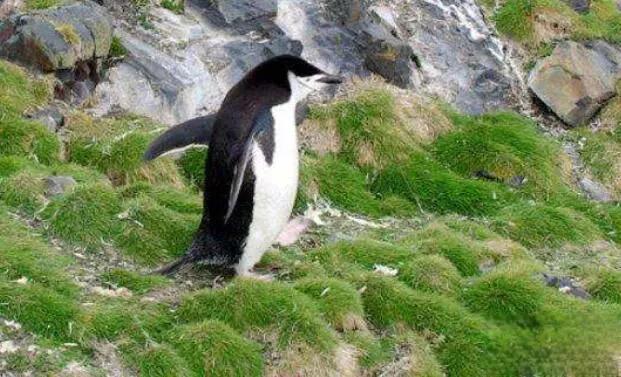 There are plants in Antarctica, there are more than 100 kinds of green ...