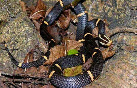 The Himalayan white-headed snake has a hard temper and has always ...
