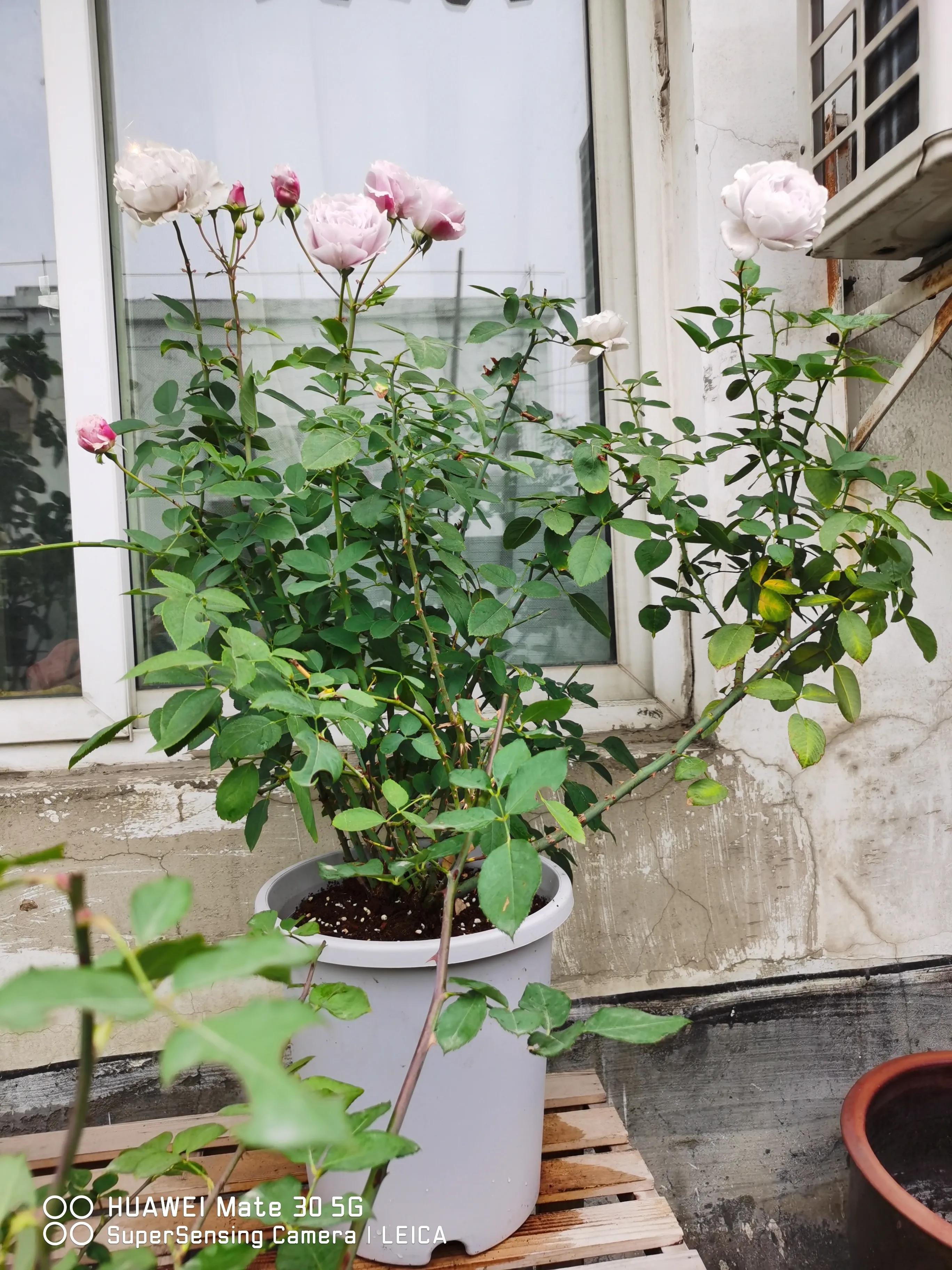 Dragonfly rose on lavender wave - iNEWS