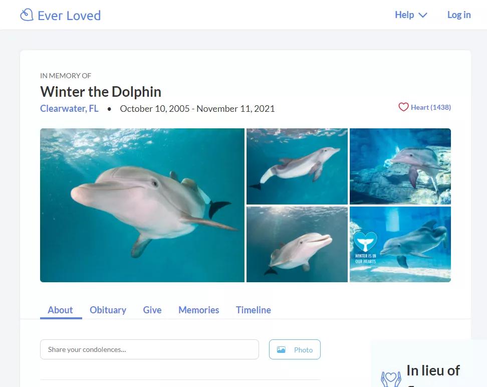 Tears!The 16-year-old disabled dolphin "Winter" passed away!Netizen ...