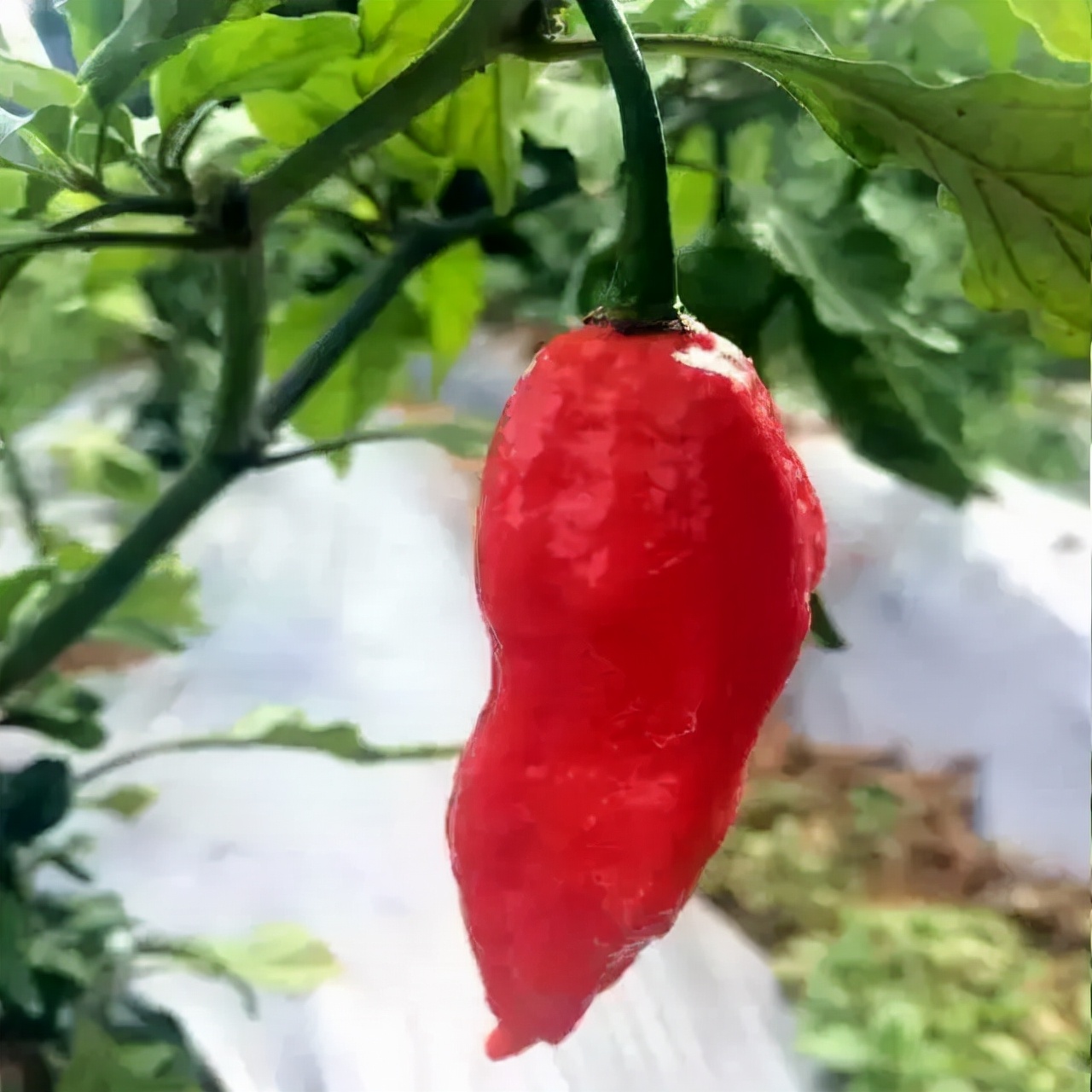 Industrial pepper, the wolf of the pepper industry - iNEWS