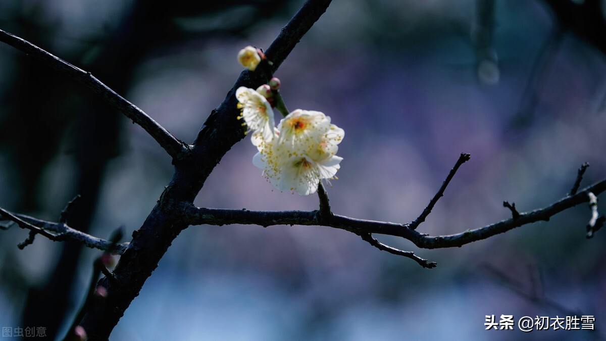 Appreciation of Seven Plum Blossoms in Early Winter - iNEWS