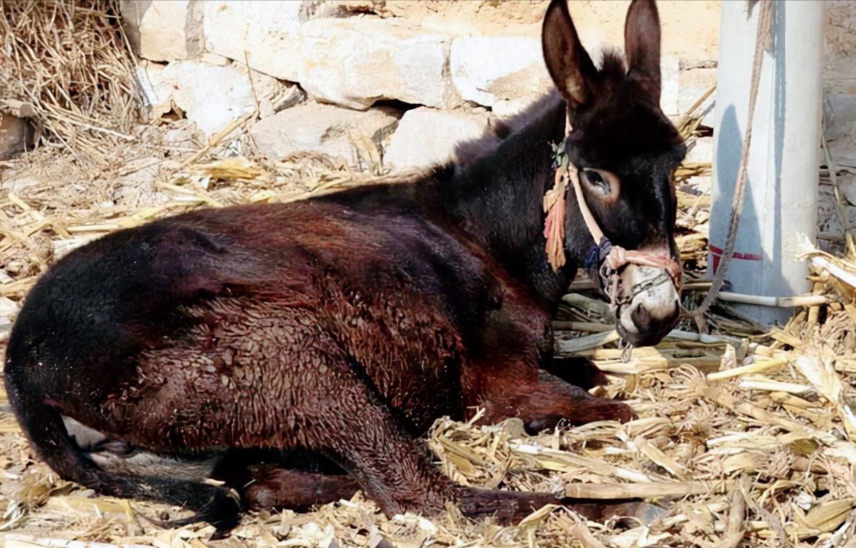 Why is a mule pregnant "must die", can a mule be passed on from ...