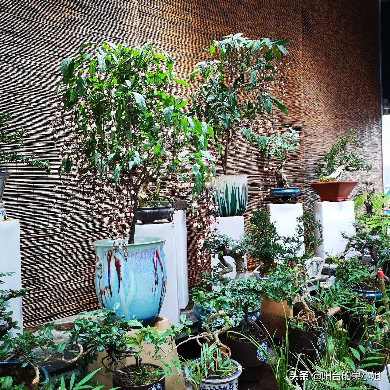 New favorite of winter potted plants: Jasmine weeping - iNEWS