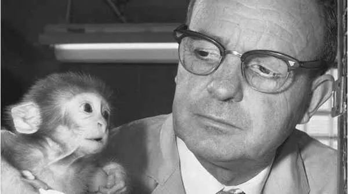 Rhesus Monkey Experiment: In the name of love, do cruel and sadistic ...