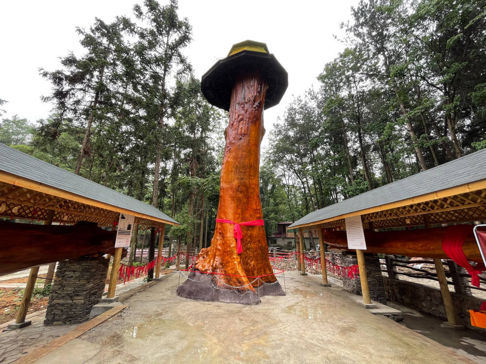 A tree sells for 17 million!Why is the golden nanmu so valuable, but ...