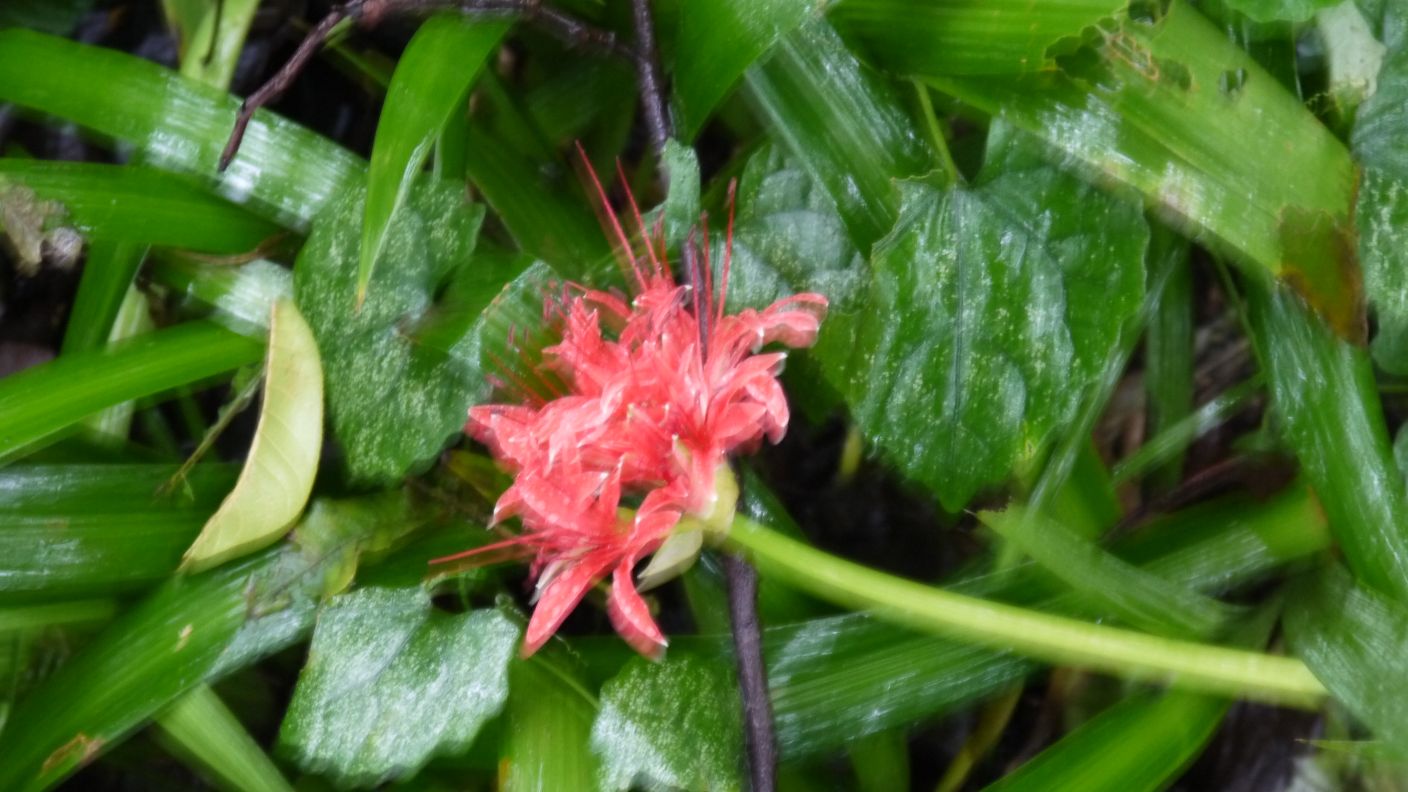 Higan Flower, have you seen it? - iNEWS