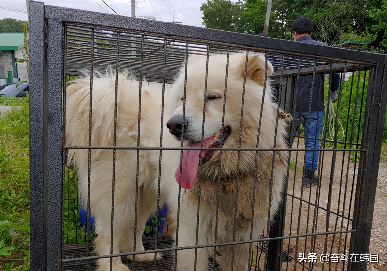 Killer dogs discovered in South Korea!South Korean woman was bitten to ...