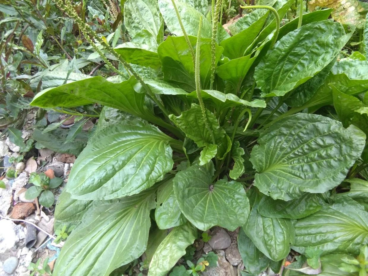 Three common weeds in rural areas are rare Chinese herbal medicines ...