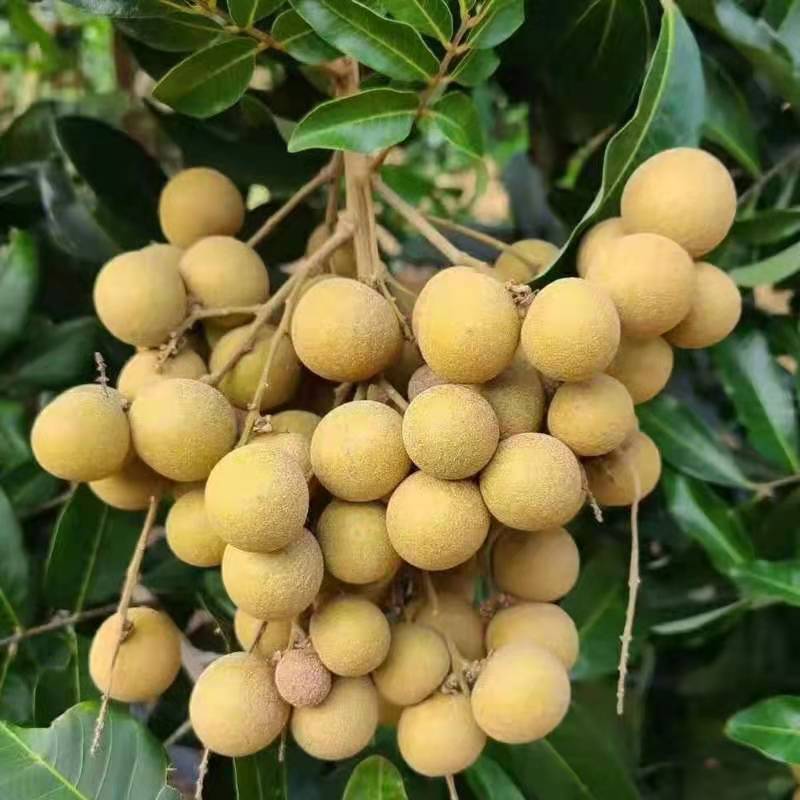 Buy longan, not the bigger the better, remember 4 tips, longan is fresh ...