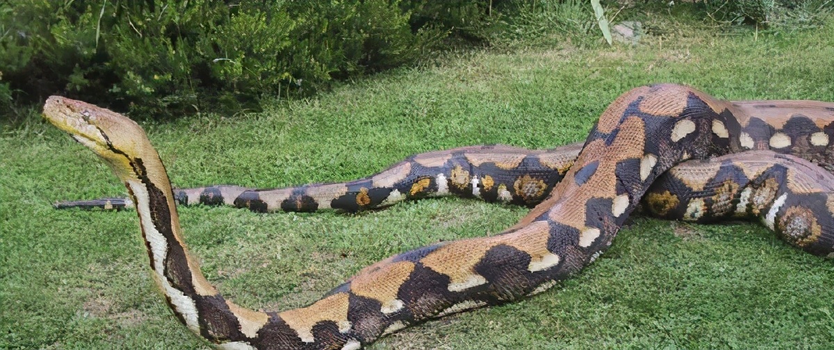 Bengal tiger and reticulated python fight, who can be better? - iNEWS