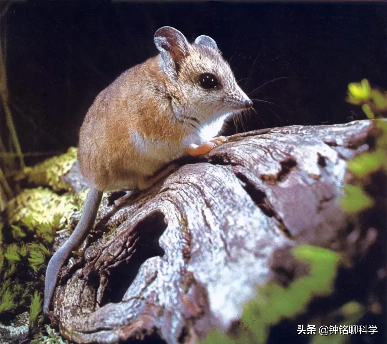 Born for mating?The marsupial shrew evolves to the wrong skill, mates ...