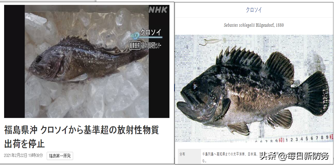 Japan discovers nuclear pollution fish, severe radiation, Tokyo Pot ...