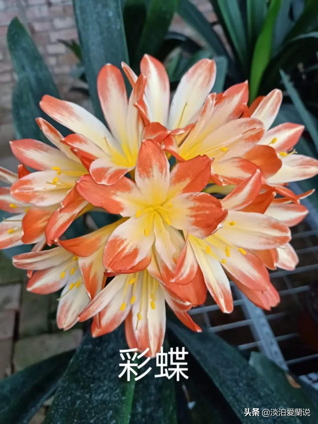 Flower blooming wealth and wealth map - iNEWS