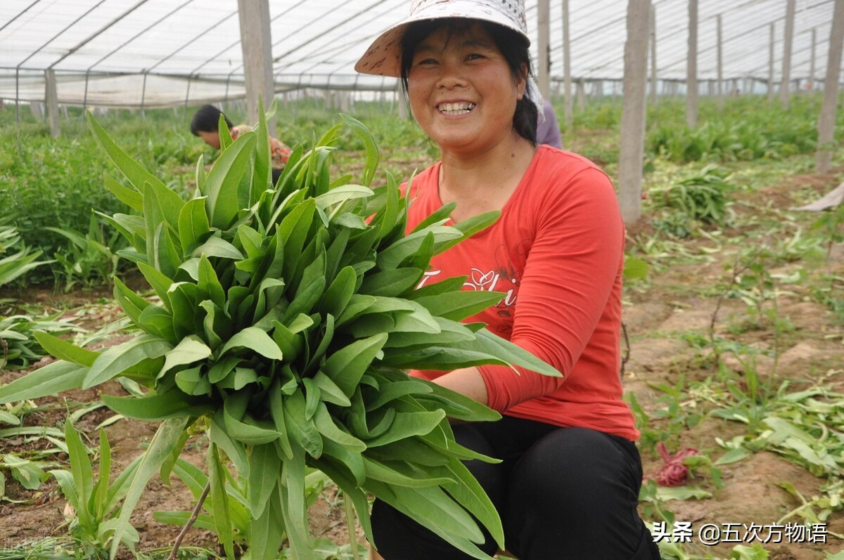 Thousands of words, "Gong Cai" is also lettuce - iNEWS