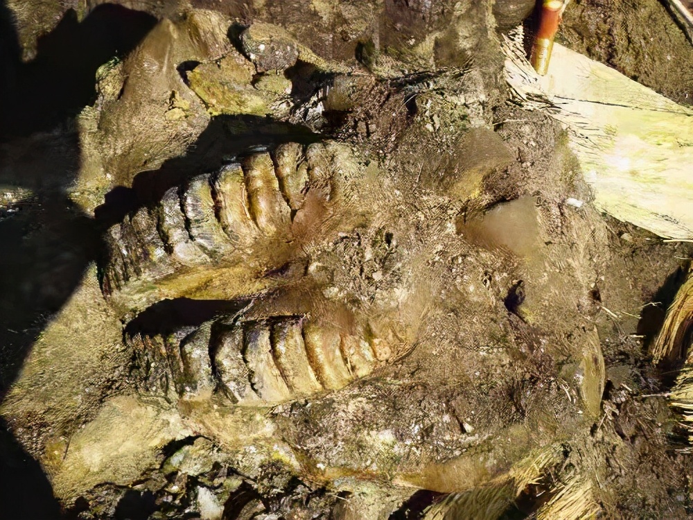 The primitive humans in Yunnan, apart from Yuanmou, you must have never ...