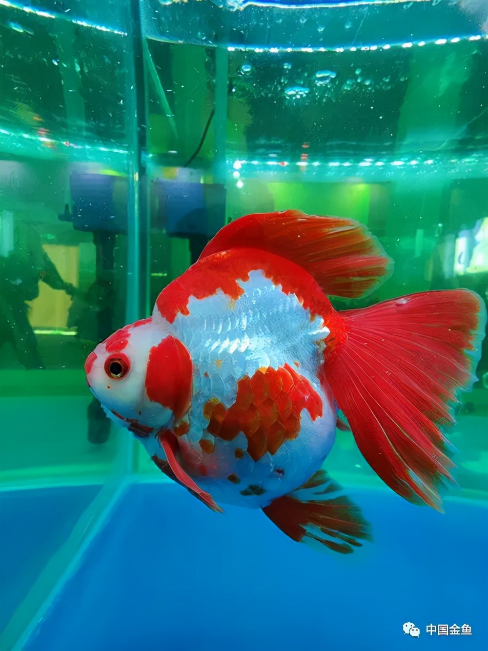 The mystery of the three transformations of goldfish - iNEWS