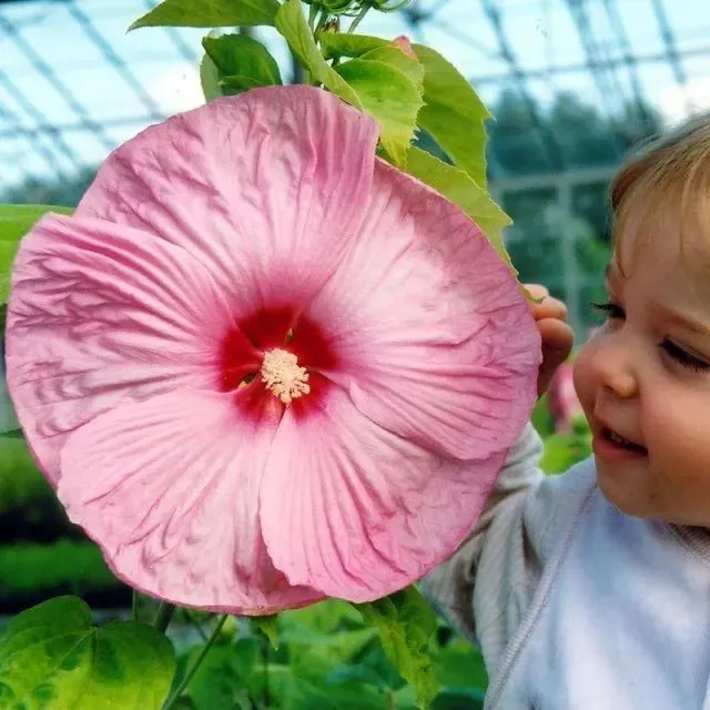 Big flower hibiscus sunflower-the flower is bigger than the face, the ...