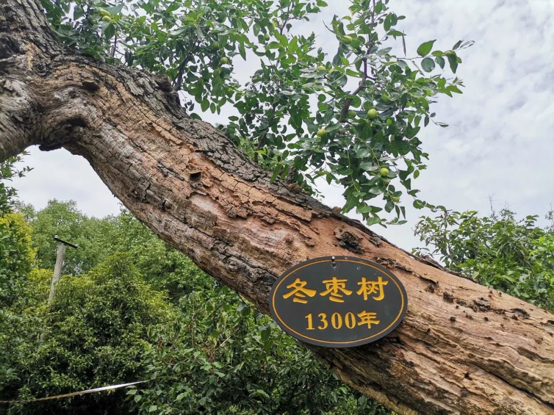 Under the thousand-year-old jujube tree, I will tell you the story of ...