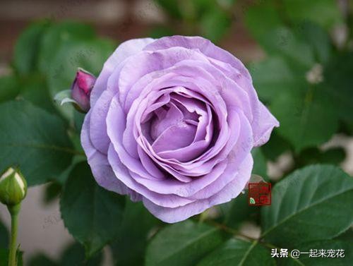 There are 4 fears of the blue storm rose, avoid it in time, the ...