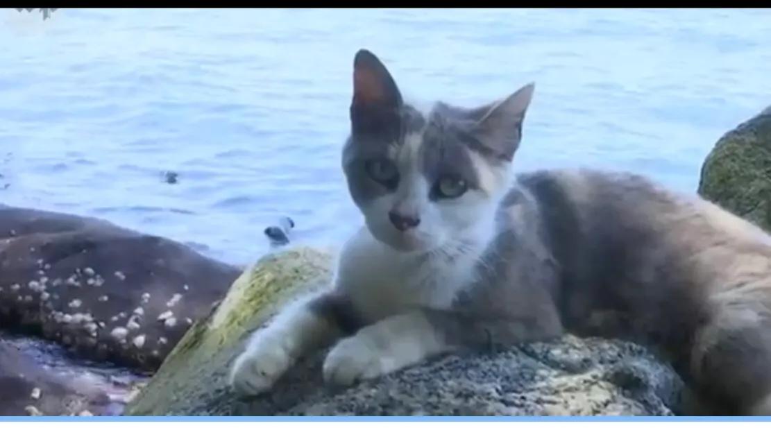 People have abandoned hundreds of cats on a desert island in Brazil - iNEWS