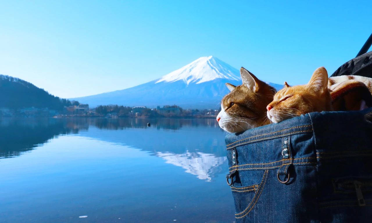 The story of this pair of cats in Japan, 8 years of traveling around ...