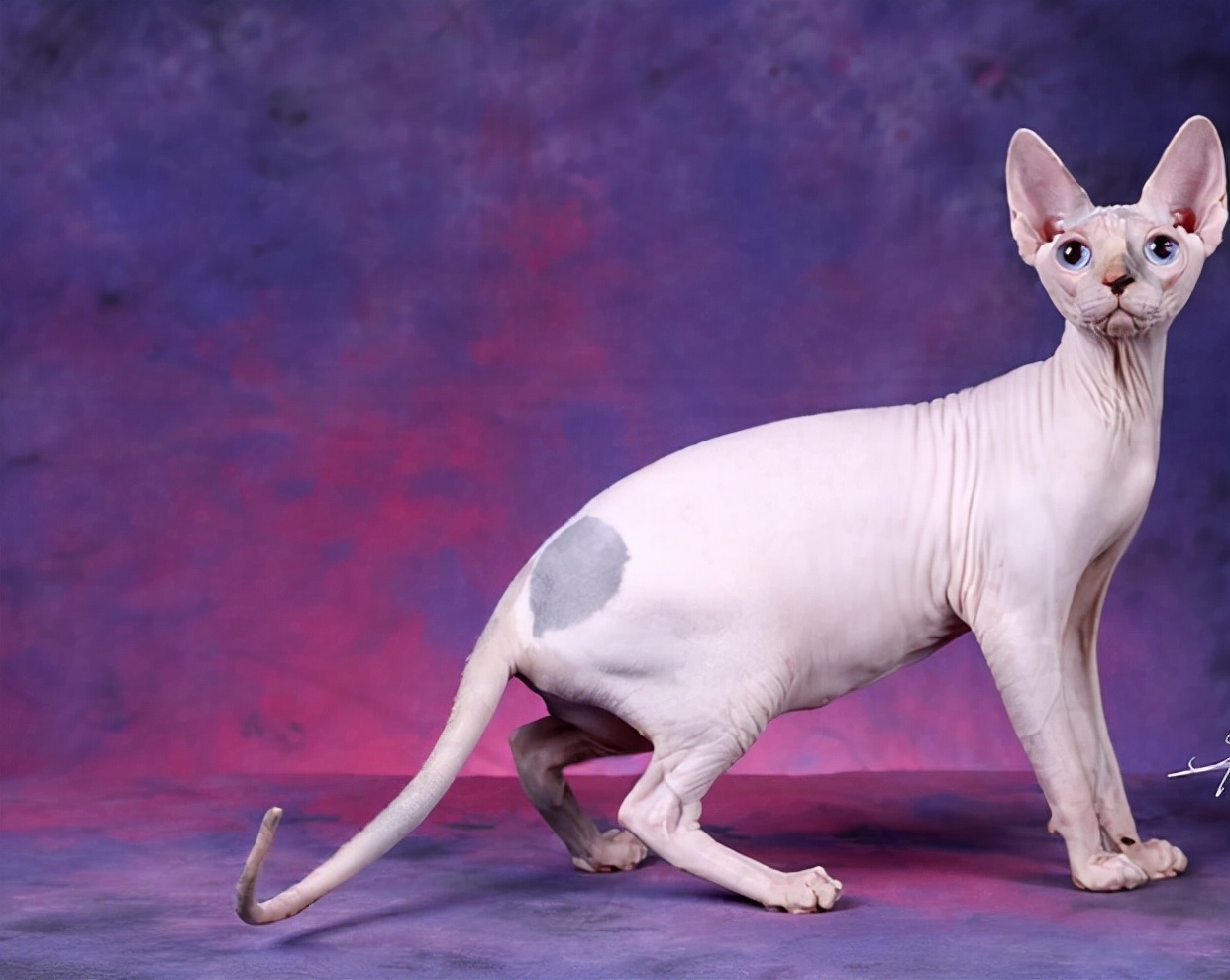 Cat IQ Ranking: The 6 smartest cats, where do you rank in your family ...