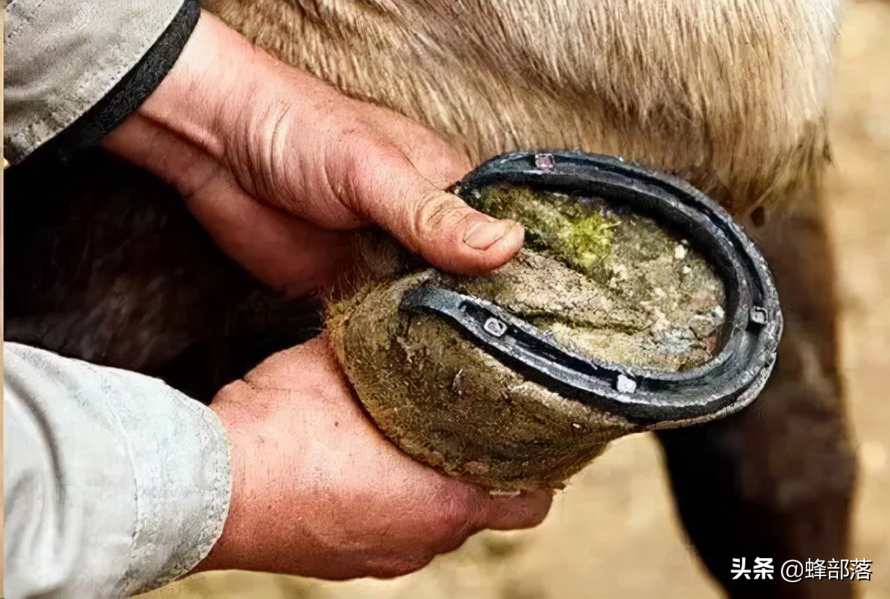 Why did the ancients invent the "horseshoe" but not the "oxshoe"?3 ...