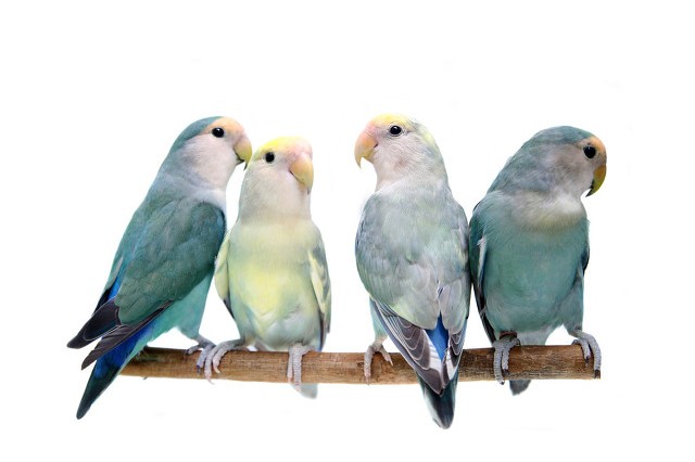 All the species of peony parrots, the photos are compared, you are no ...
