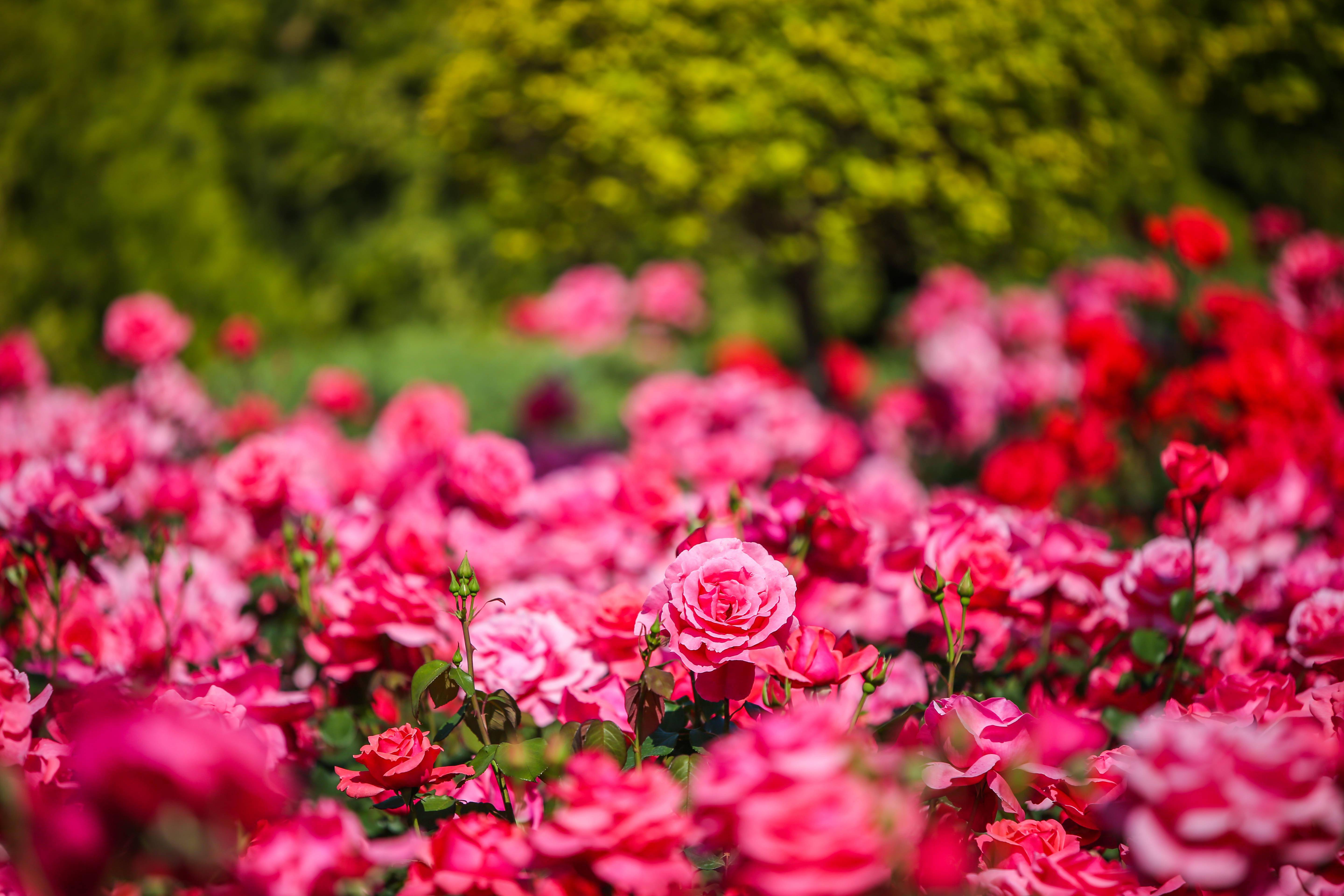 The flowers bloom in colorful colors and the fragrance fills the city ...