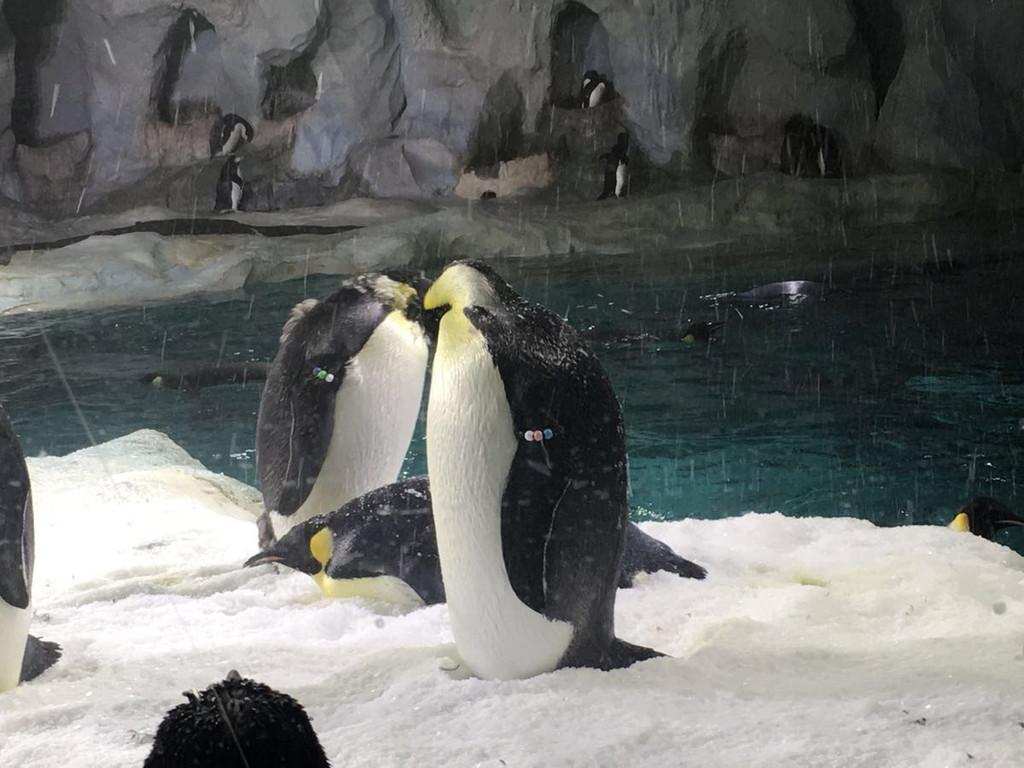 Can monogamous emperor penguins endure the temptation to mate after ...