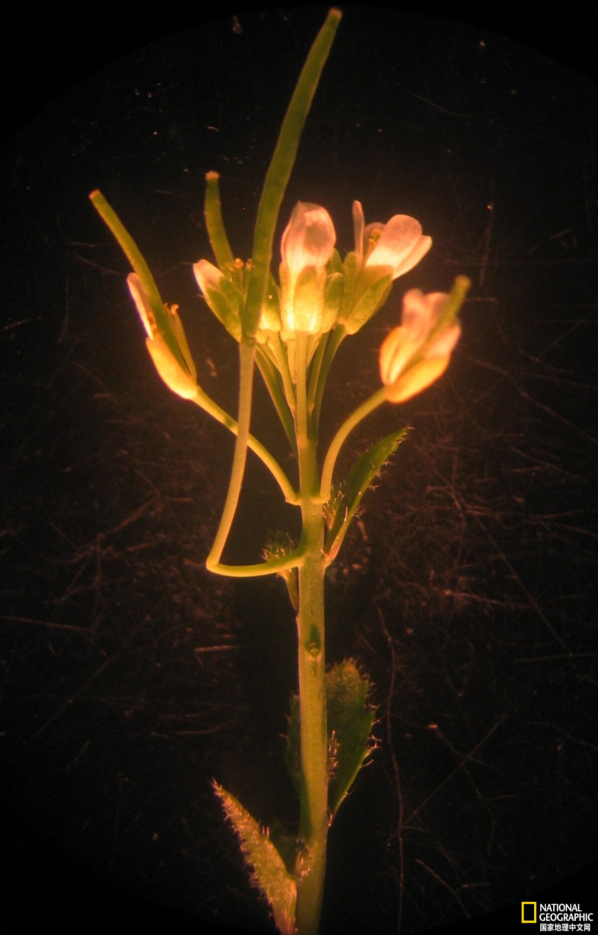 Let's take a look at the newly discovered plant organ-"Cantilever" - iNEWS