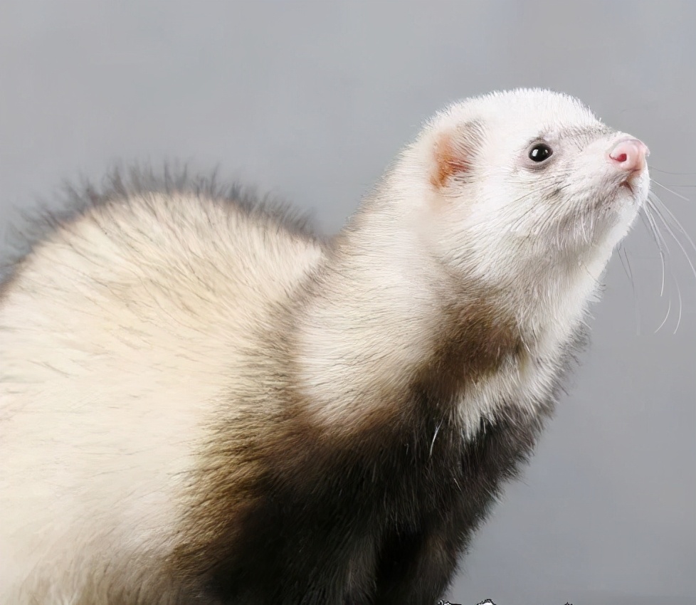 Angelu Mink: This dumb mink is a bit cute, making people willing to be ...