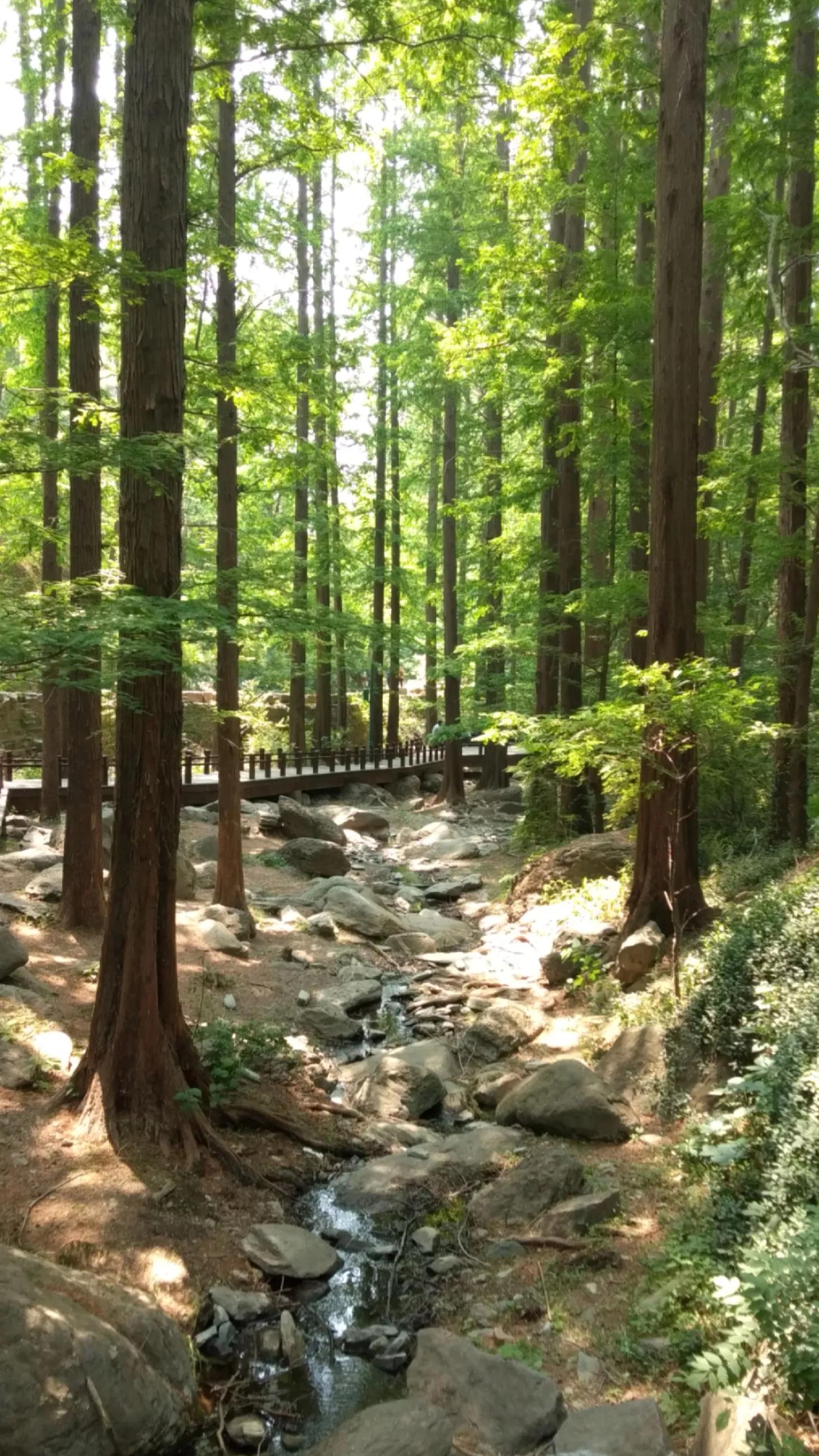 Green pines, verdant cypresses and old trees in shade - iNEWS