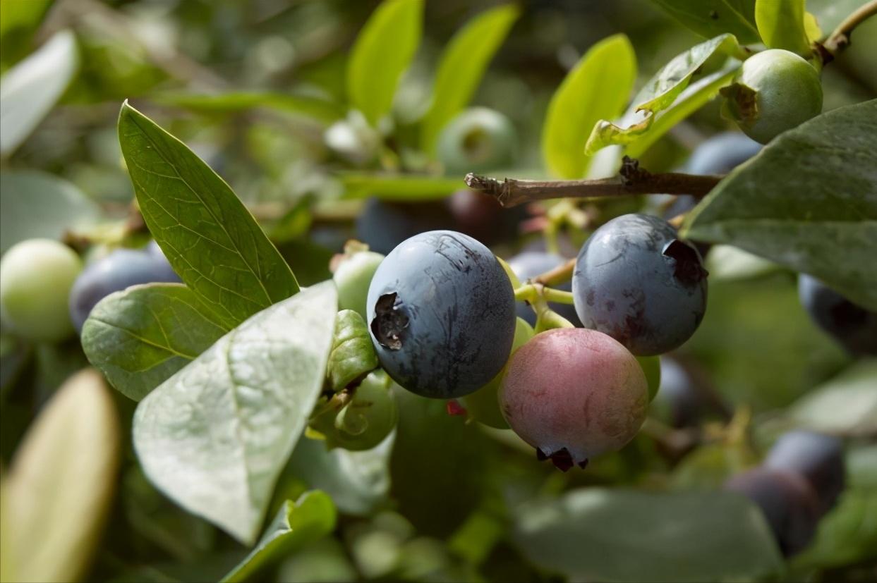Home-grown blueberries, it's important to choose the right variety ...