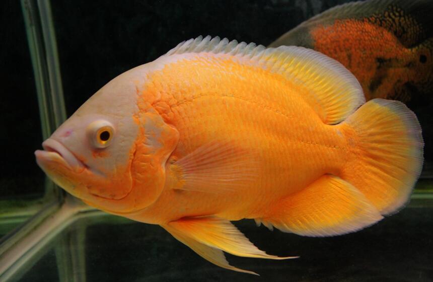 Common ornamental fish introduction (2) map fish - iNEWS