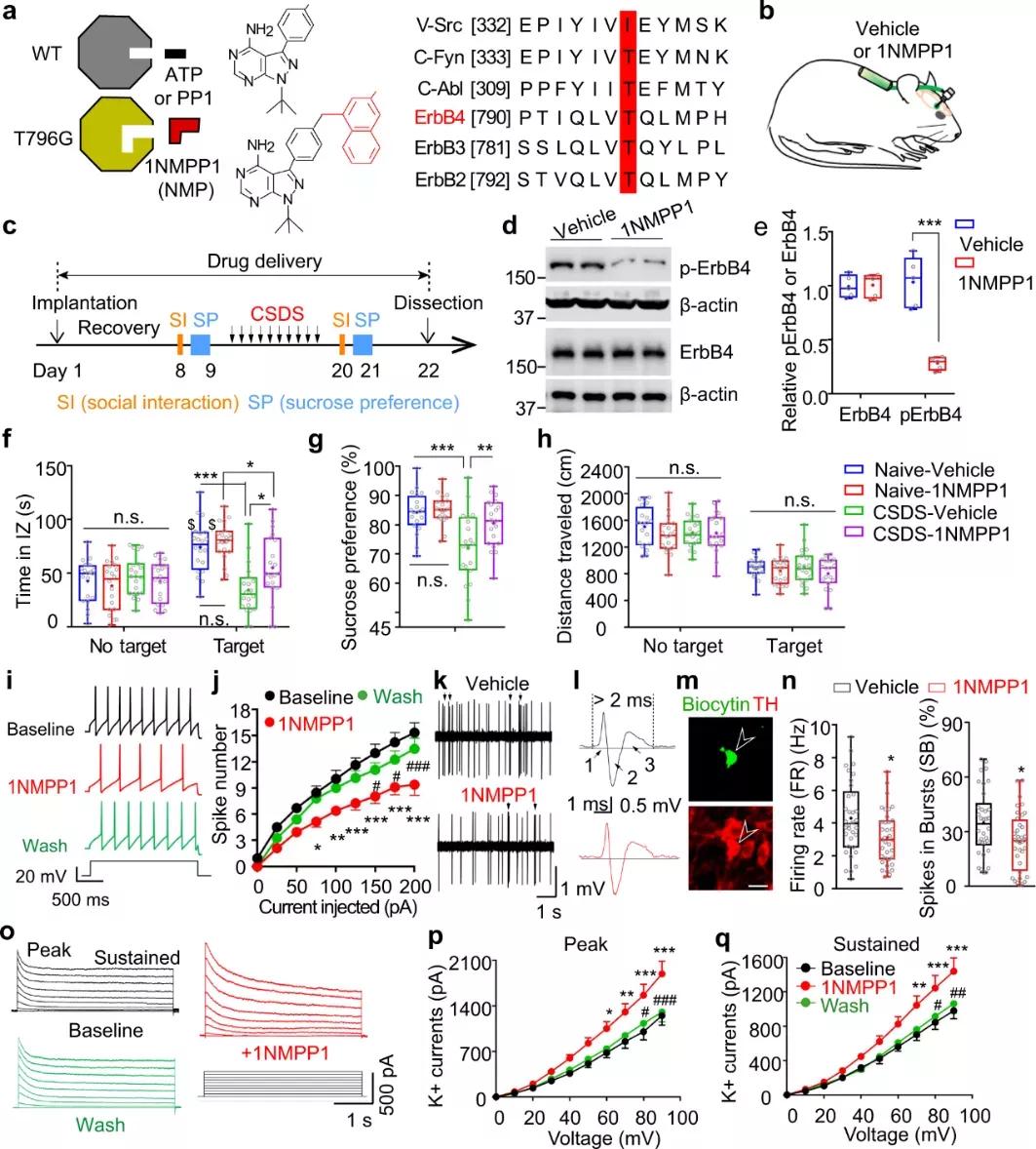 Regulate depression-like behavior through the reward system - iNEWS