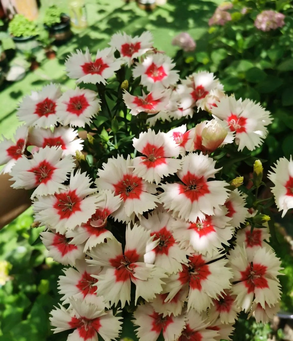 My neighbor, Grandpa Li, used a bunch of garbage to grow flowers, and ...