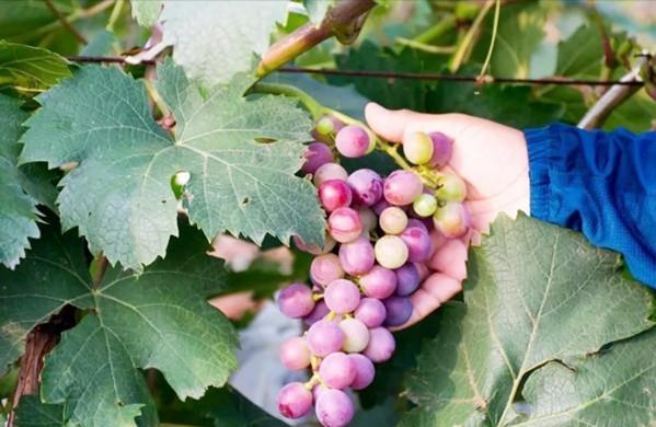 Tasting grapes, do you pick the top or bottom?Pick the right one, the ...