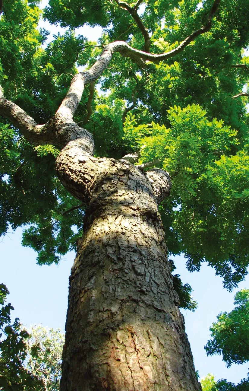 Huanghua Li: Fanghua's own generation of Hainan - iNEWS