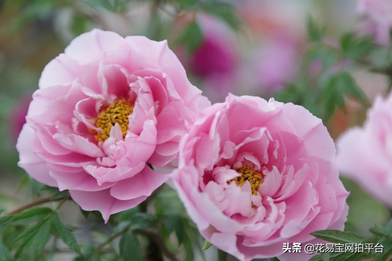 Do you know the daily use of these flowers from the Tang Dynasty? - iNEWS