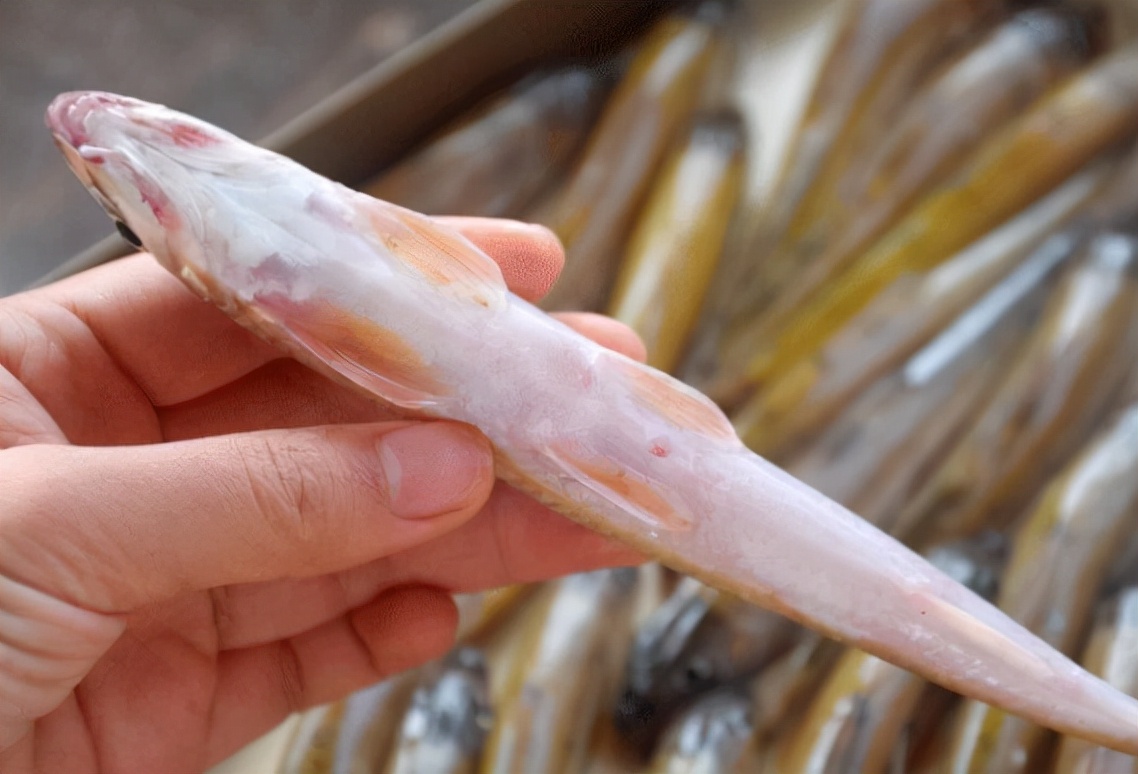 This fish has a domineering name, commonly known as "coffin nail". Do ...