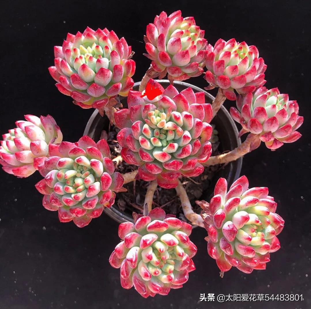 Succulent blue apples and Ji Yuyue are really easy to raise. It's cold ...