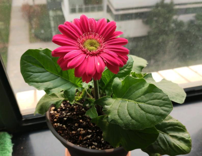 Reasons and precautions for the rotten roots of gerbera potted plants ...