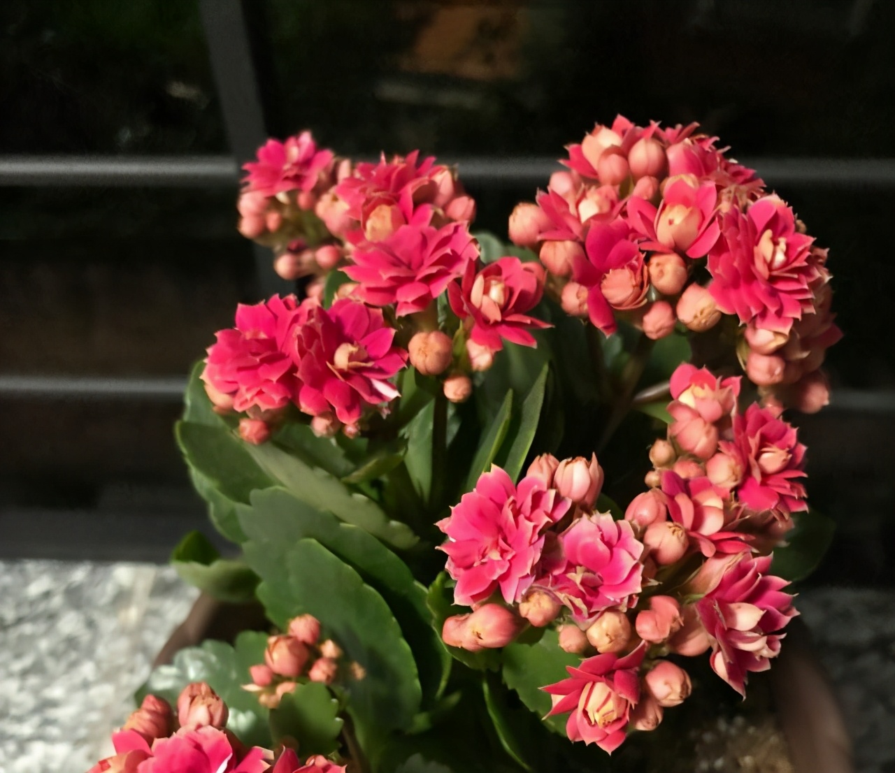 Longevity flowers and long leaves do not bloom. What are the reasons ...