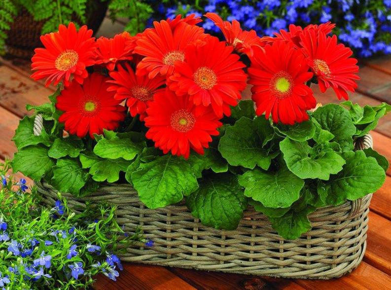 Reasons and precautions for the rotten roots of gerbera potted plants ...