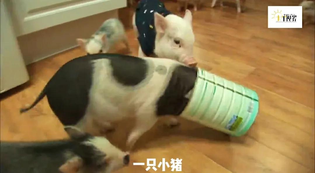 Raising a pet pig makes 14 domestic pigs clever - iNEWS