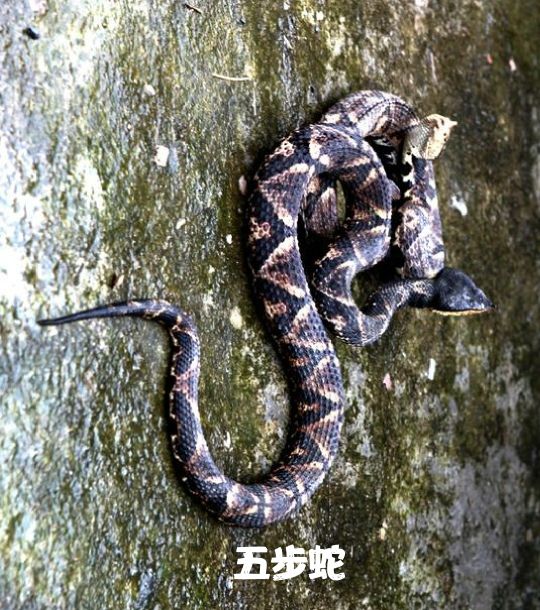 The viper five-step snake: If you bite you, you can only take five ...