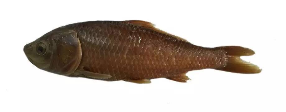 The "punishment" of Xingyun Lake, the introduction of exotic carp by ...