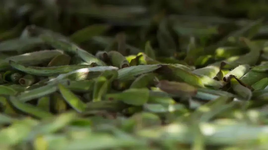 The white tea praised by Song Huizong as "the best in the world", is it ...